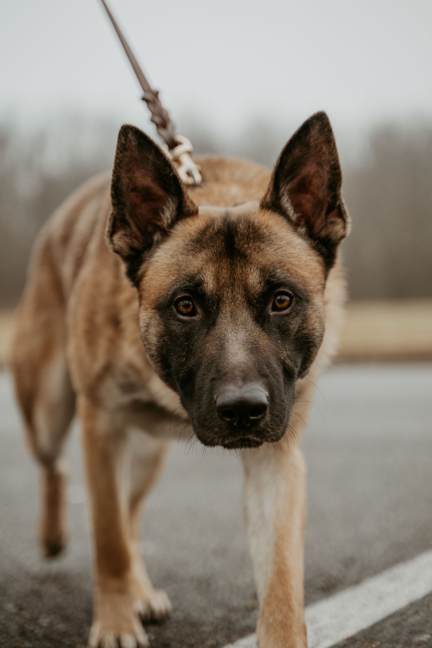 Portfolio - Badge and Bark Photography