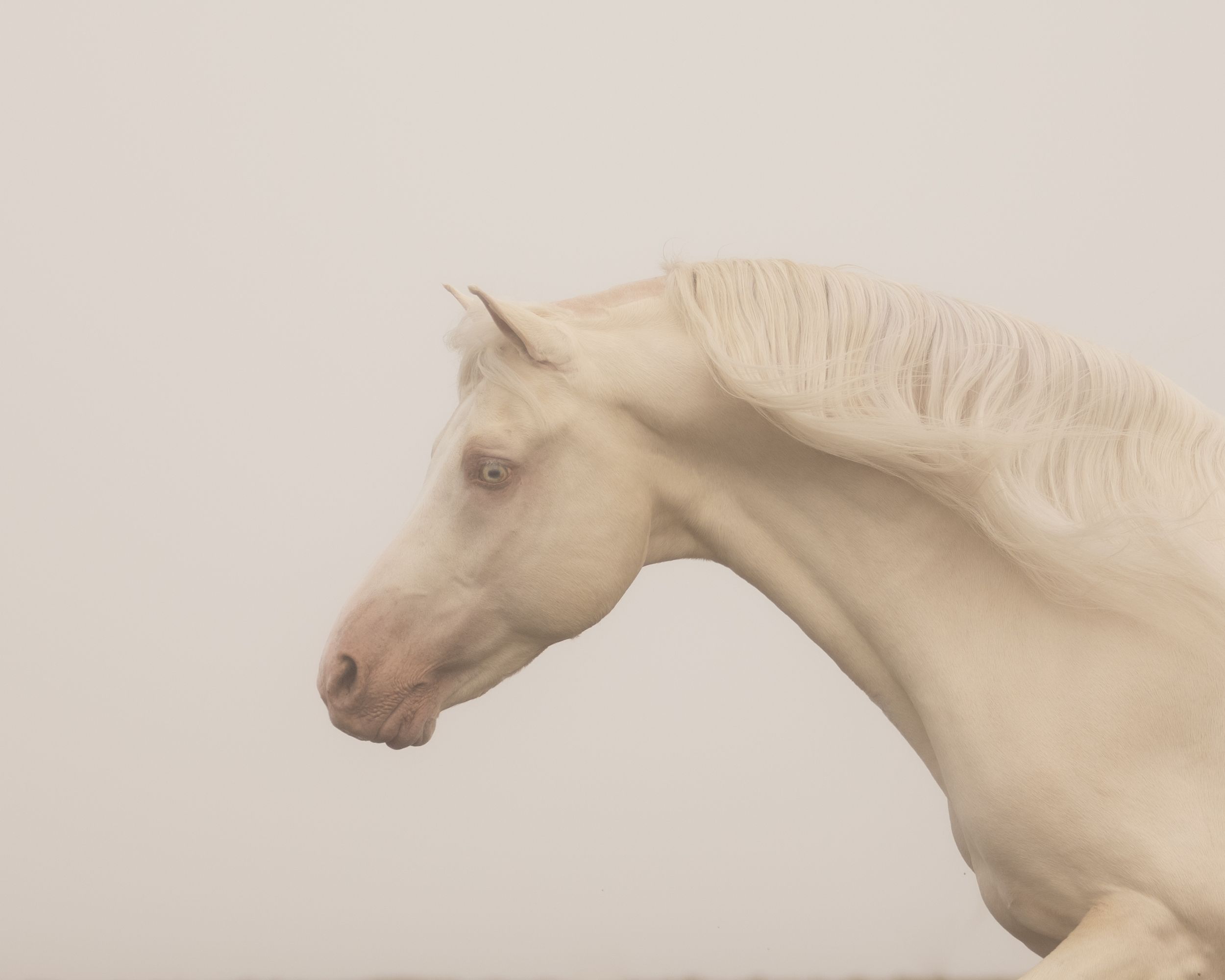 Patti Monson Photography