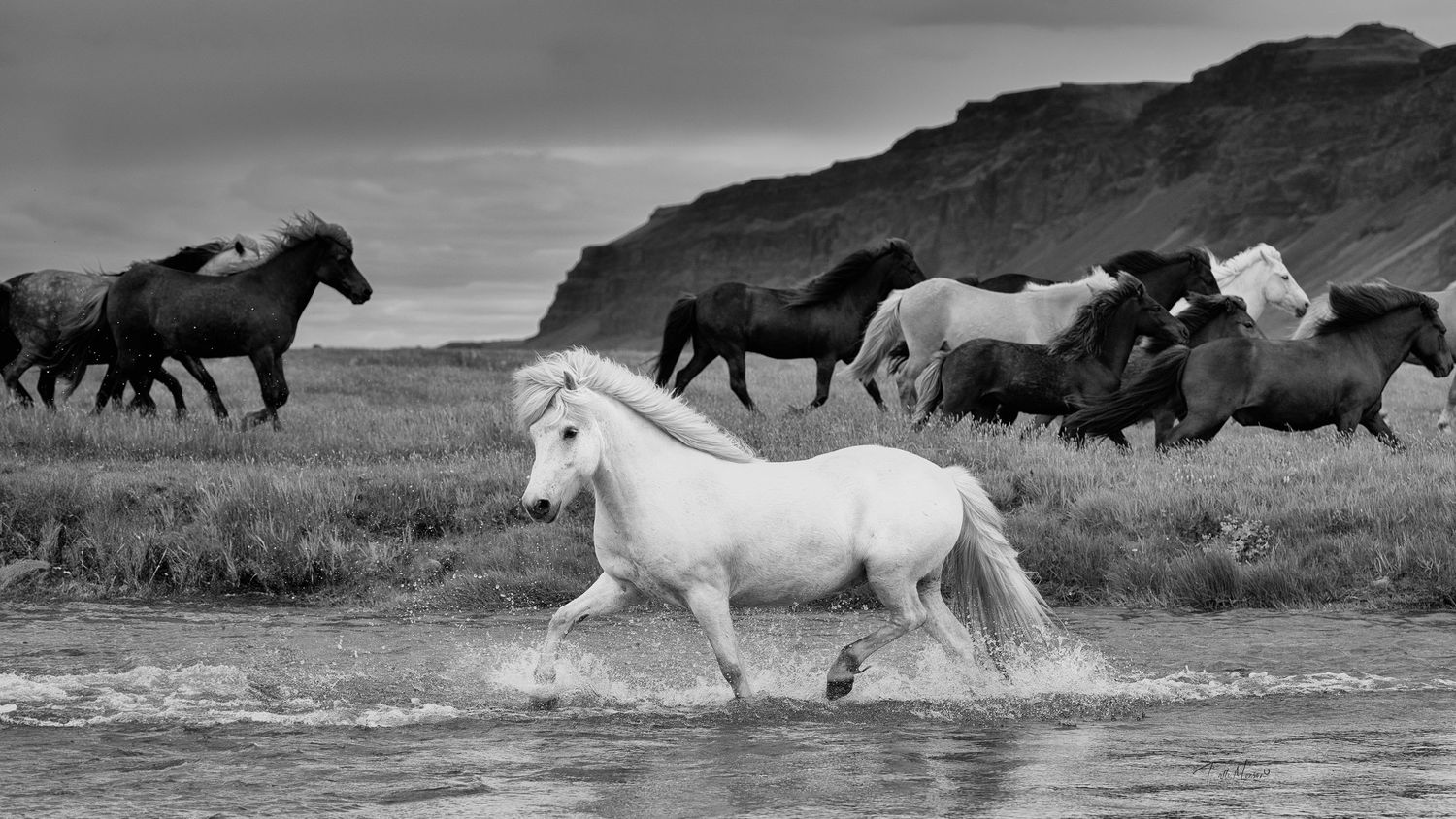 Patti Monson Photography