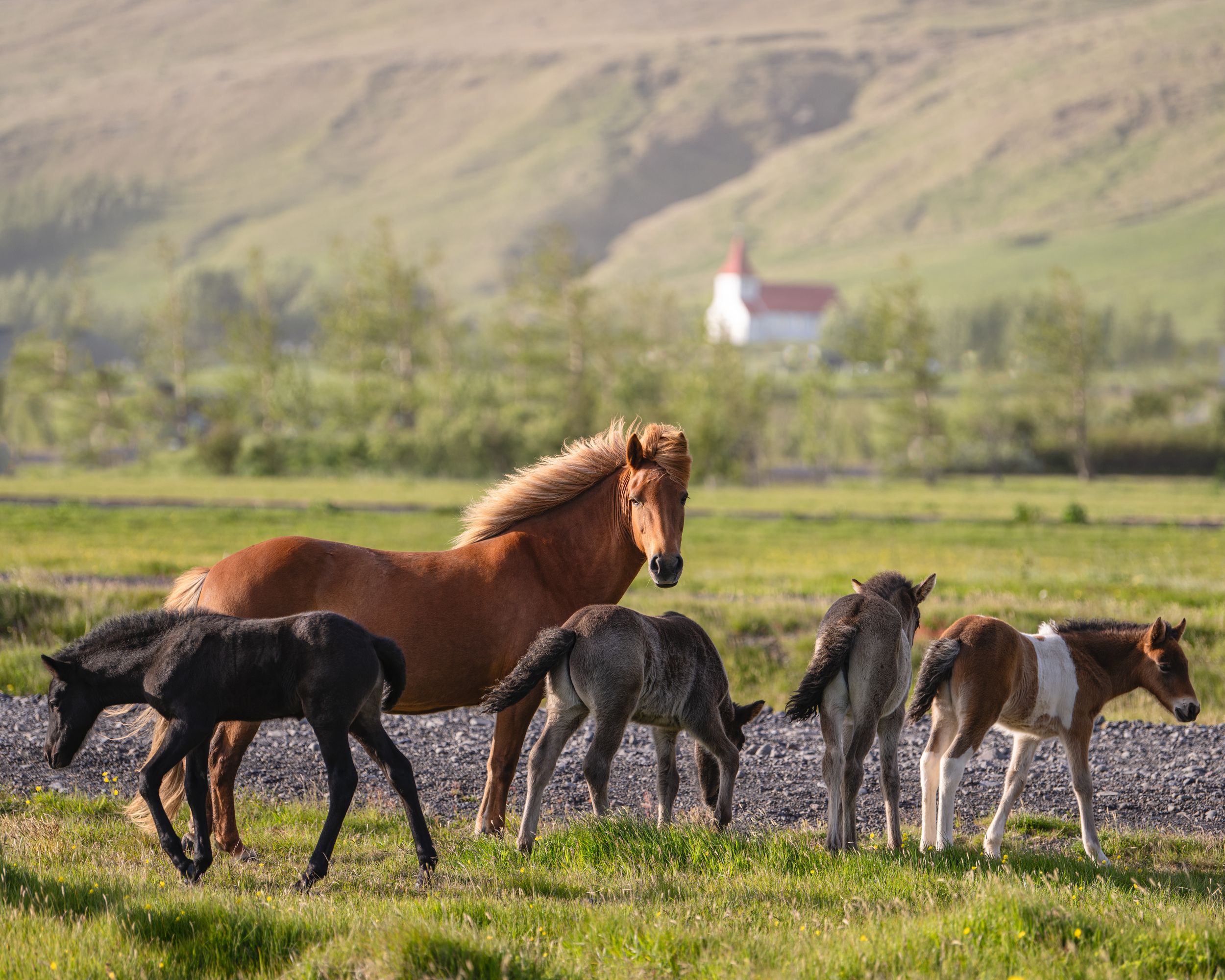 Patti Monson Photography