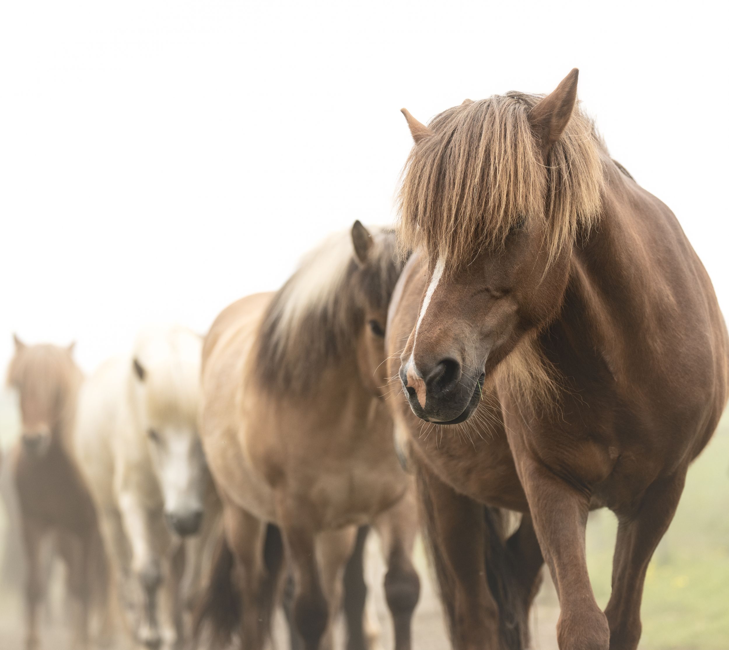 Patti Monson Photography