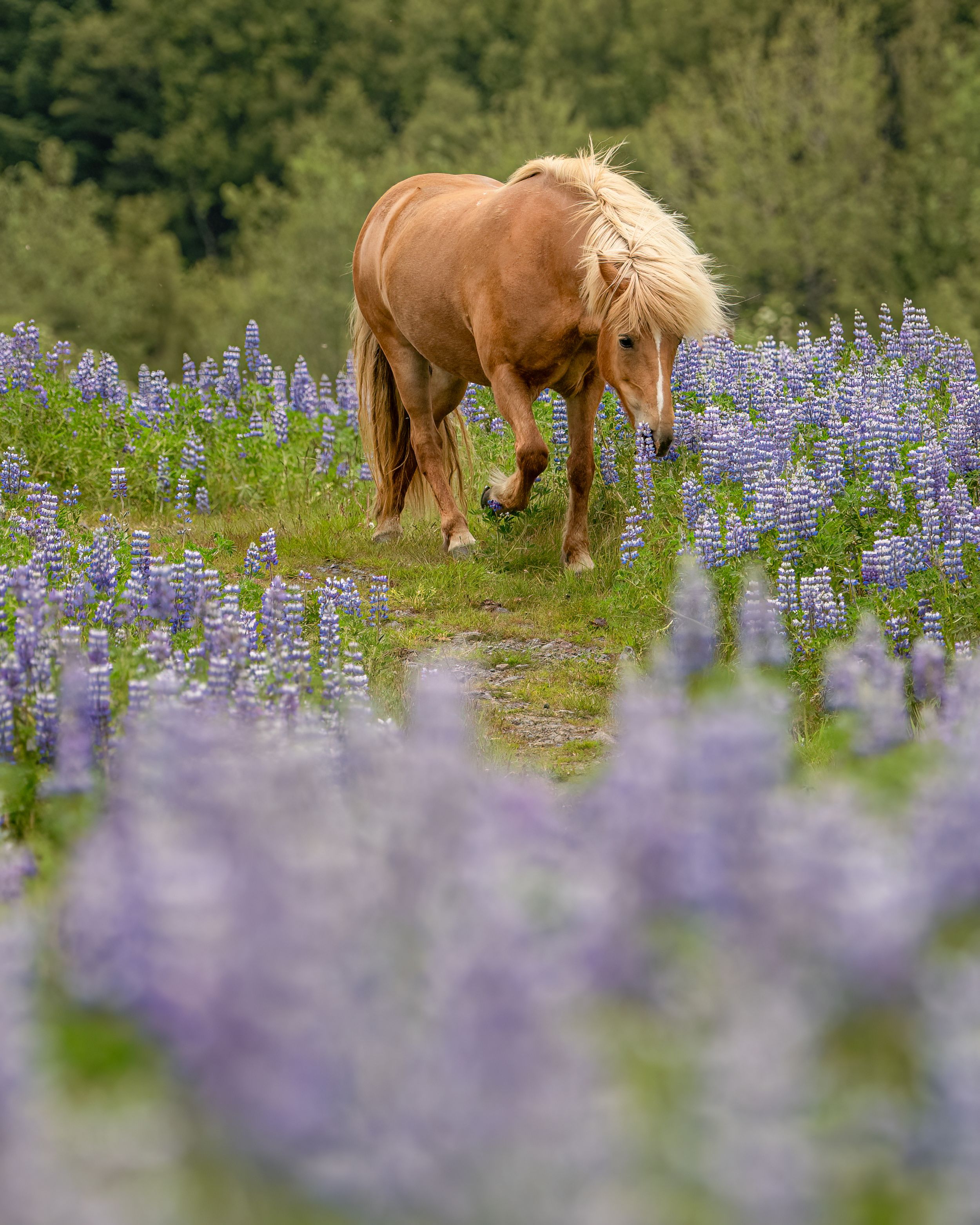 Patti Monson Photography