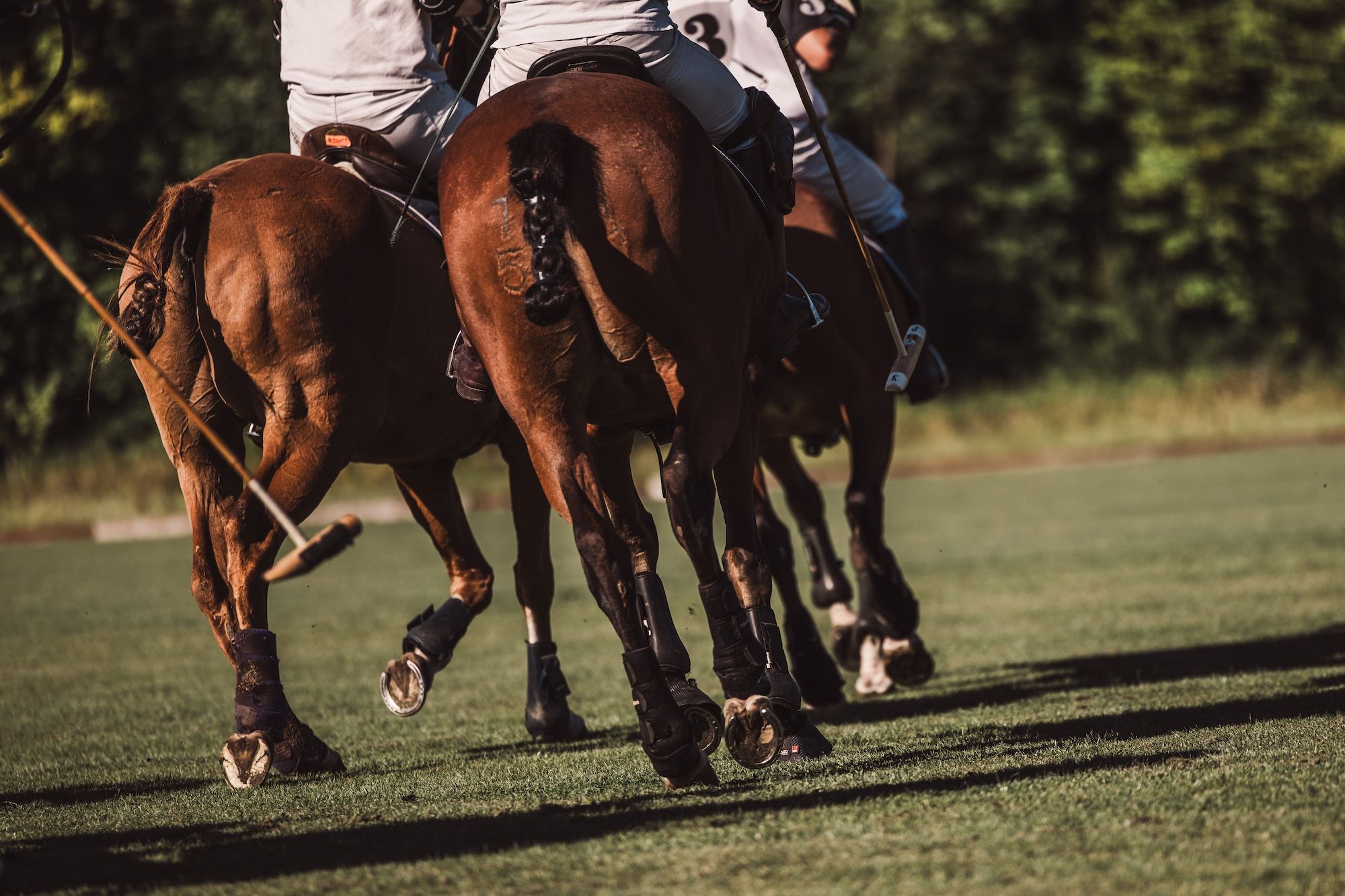 Polo Sport: The Game of the Kings - Anna Archinger | Horse Photography