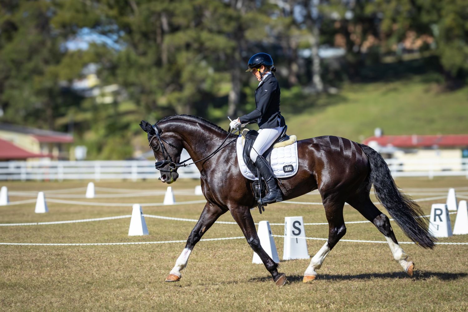 Equestrian Photography - Lo Captures