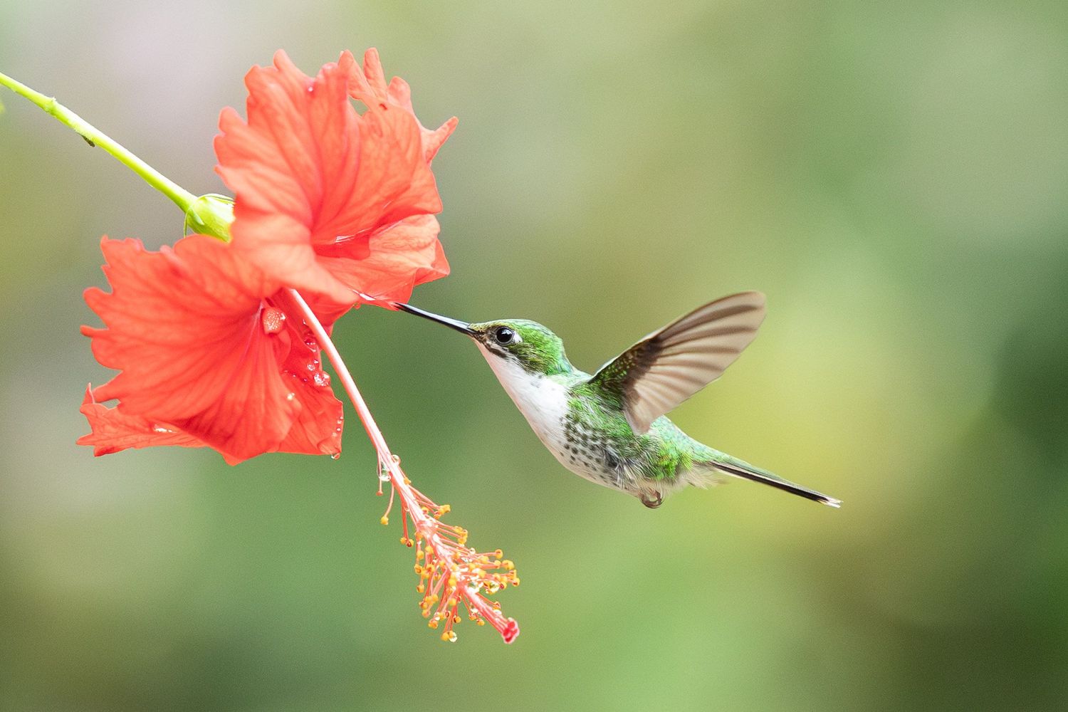 Jennifer Zane Photography