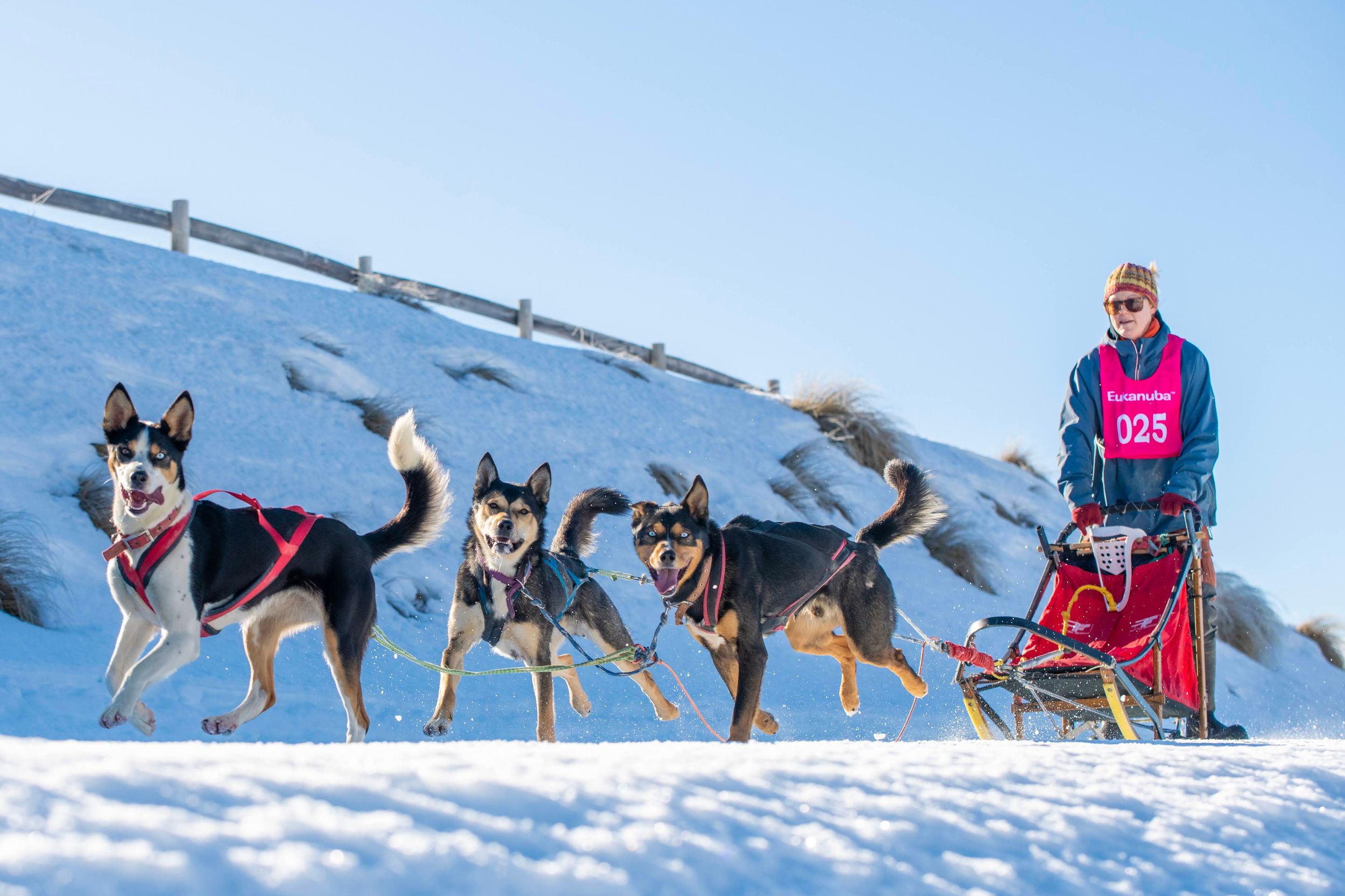 Dog sports - Brya Ingram Photography