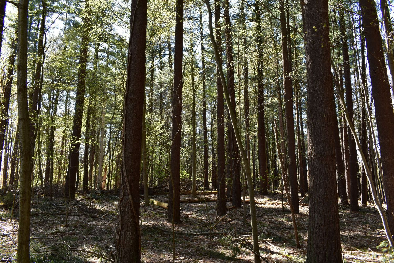 Copy - Third Eye Photography