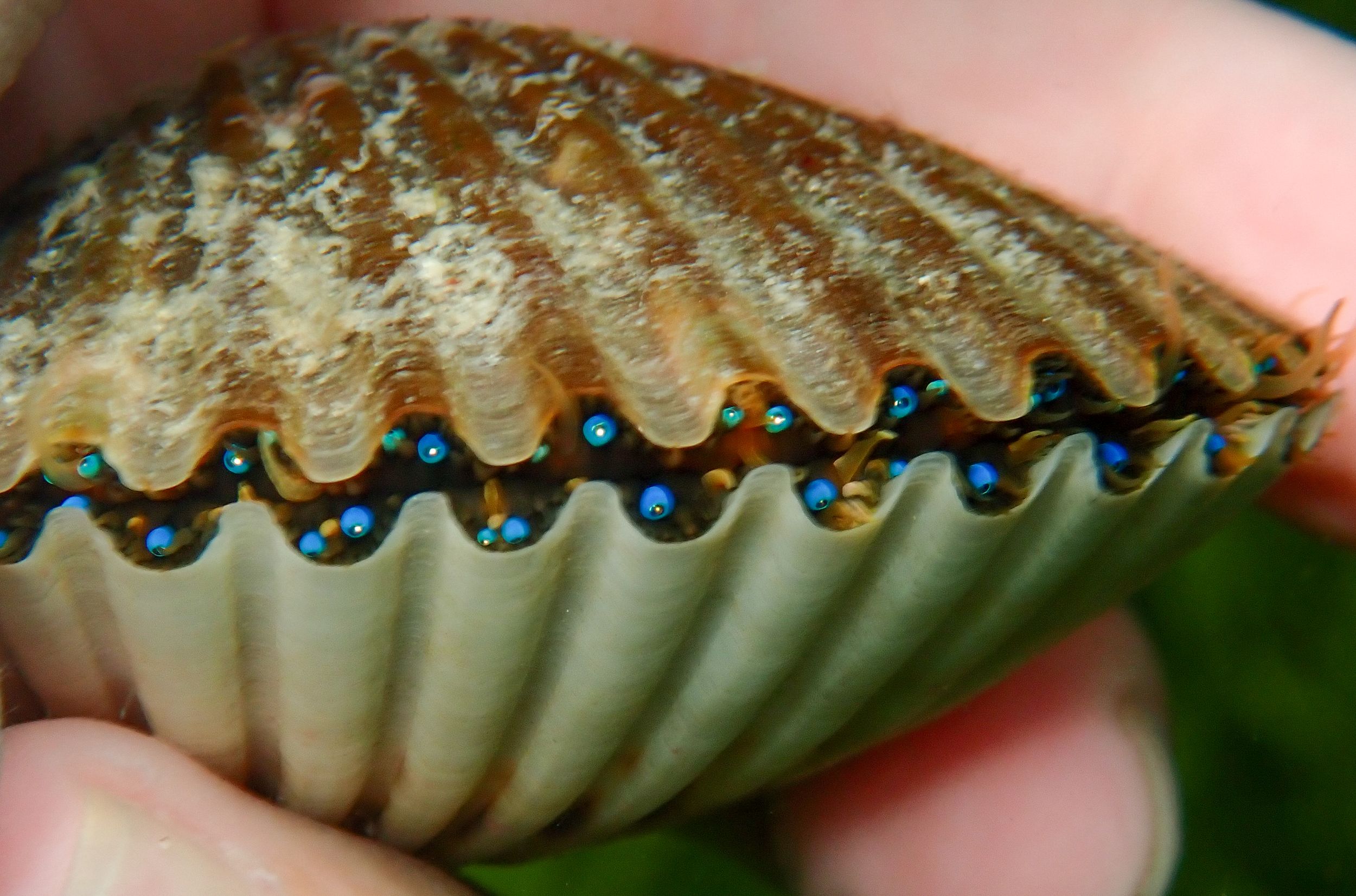 A Personal Connection to a Florida Past-time: Scallop Season - Heather ...
