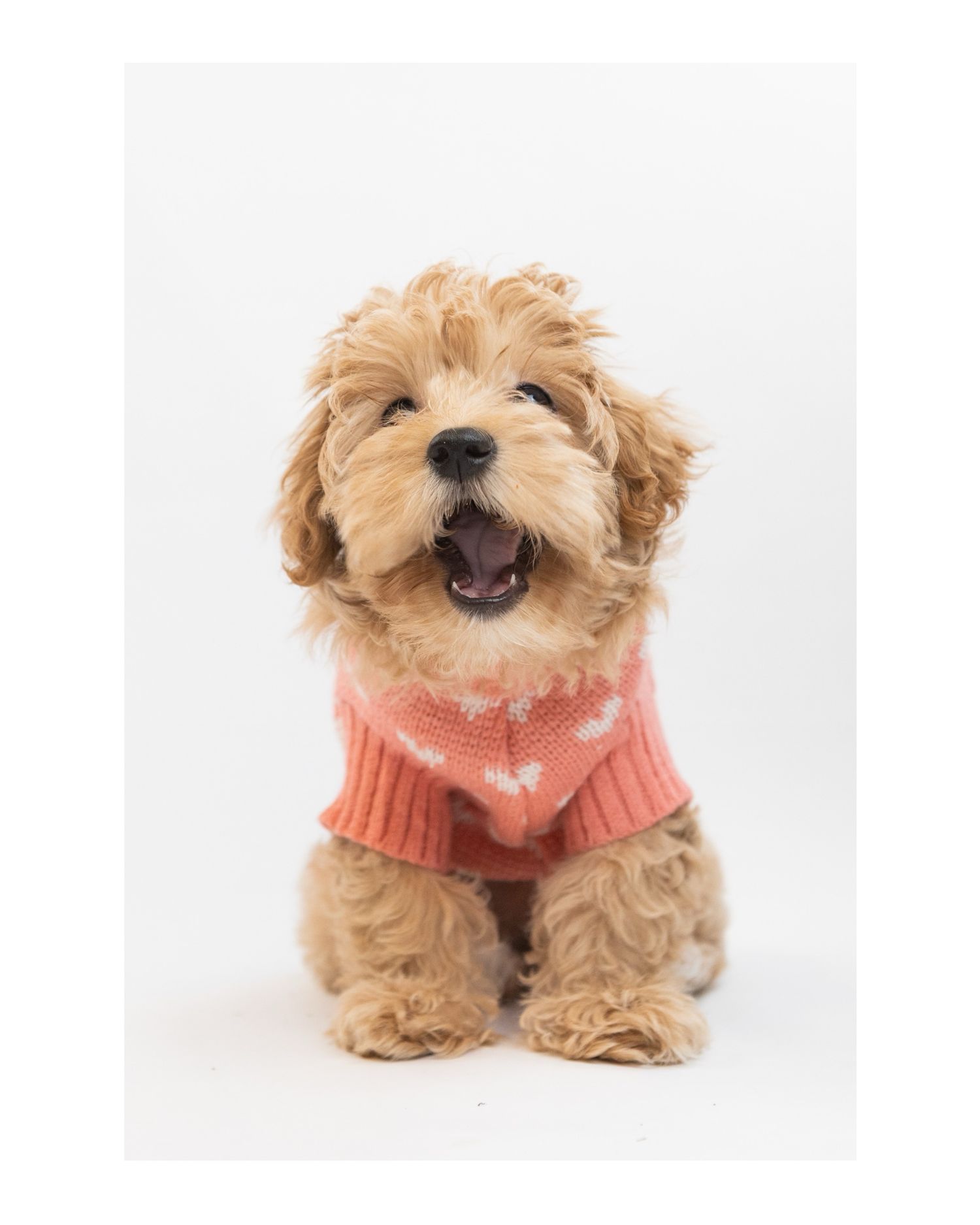 Indoor Sessions - Bar Perry Pet Photography