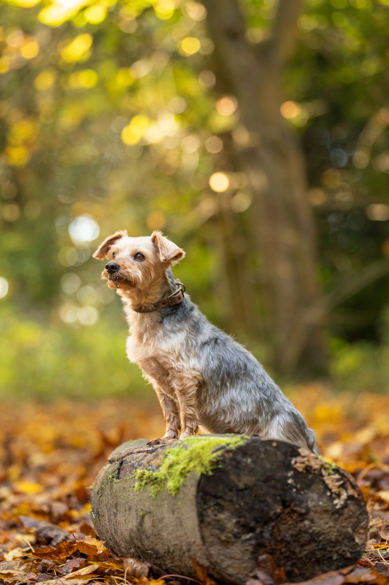 Laura & Smudge - Imogen Moon ABIPP - Equine & Dog Photographer In ...