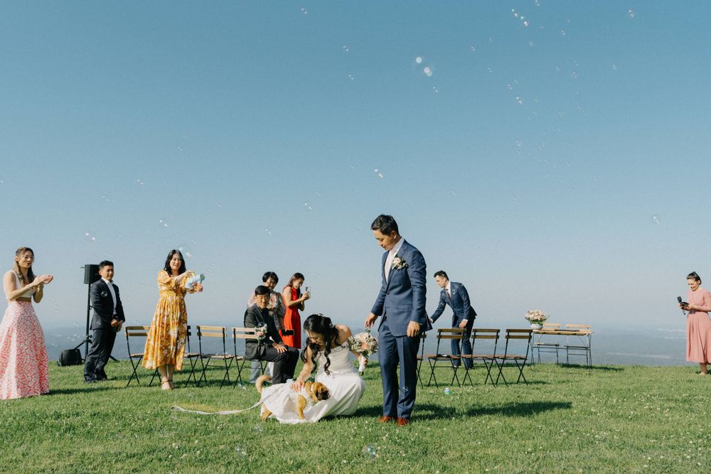 Furry Friends and Love : Dogs in Wedding Photography Fun