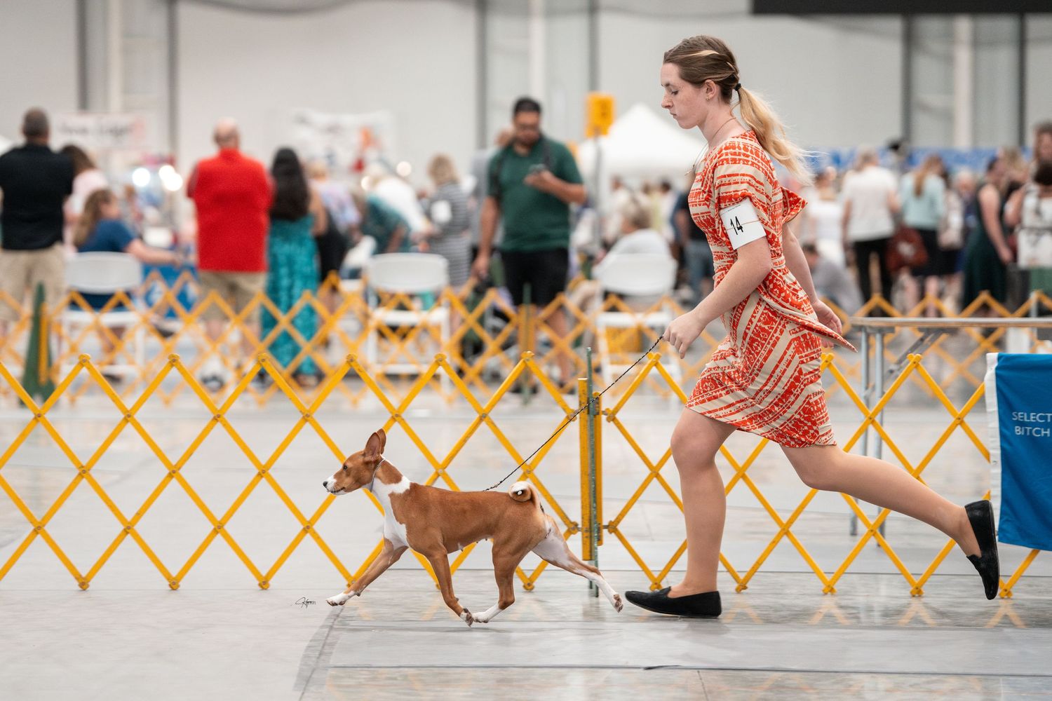 Dog Show Photography & Ad Design - Kayes Media