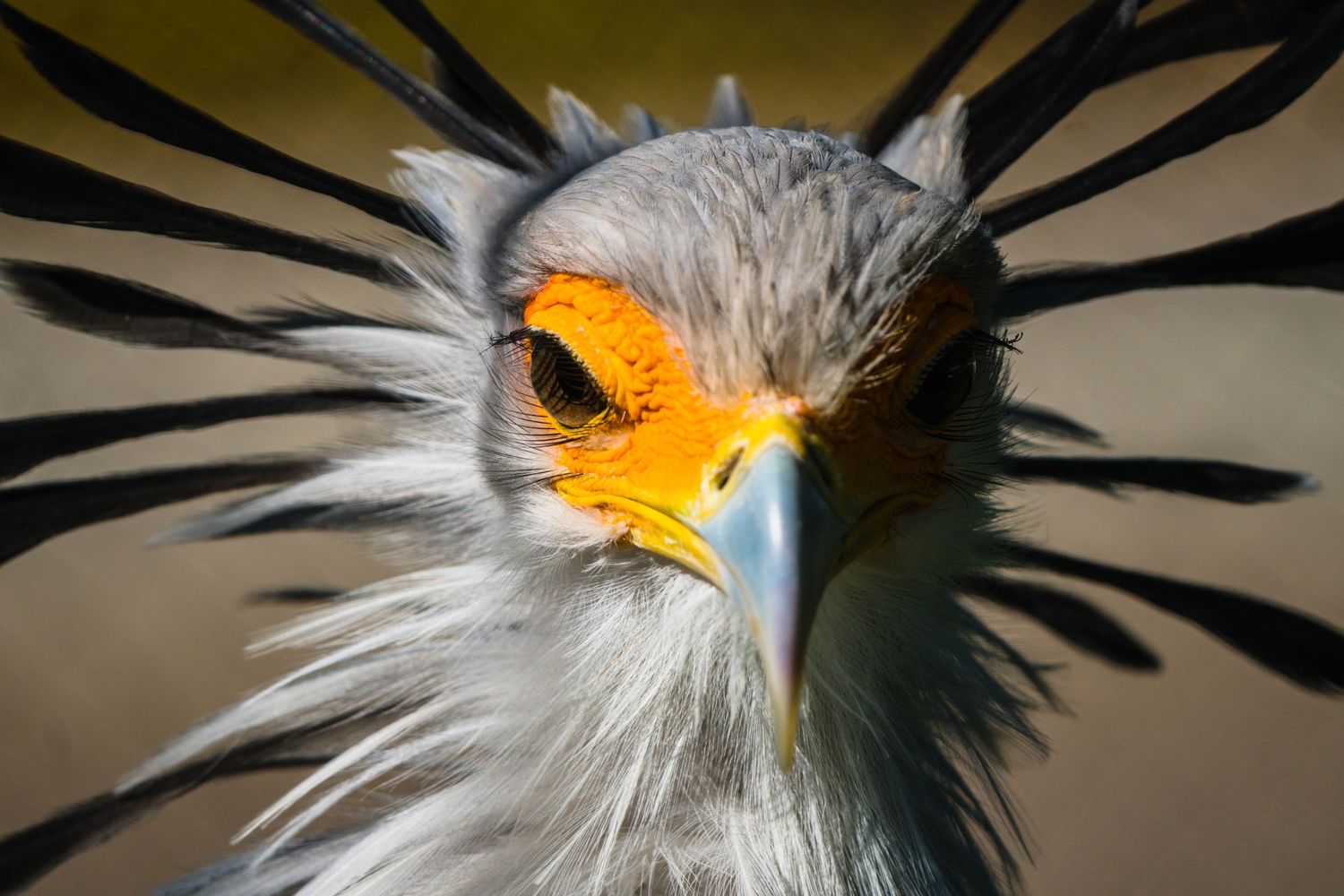 Coots Shoots Photography