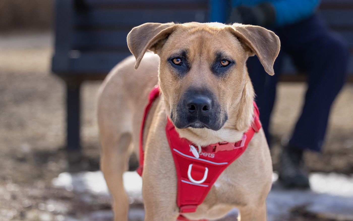 Calgary Dog & Pet Photographer-Bark For Your Pack Photography ...