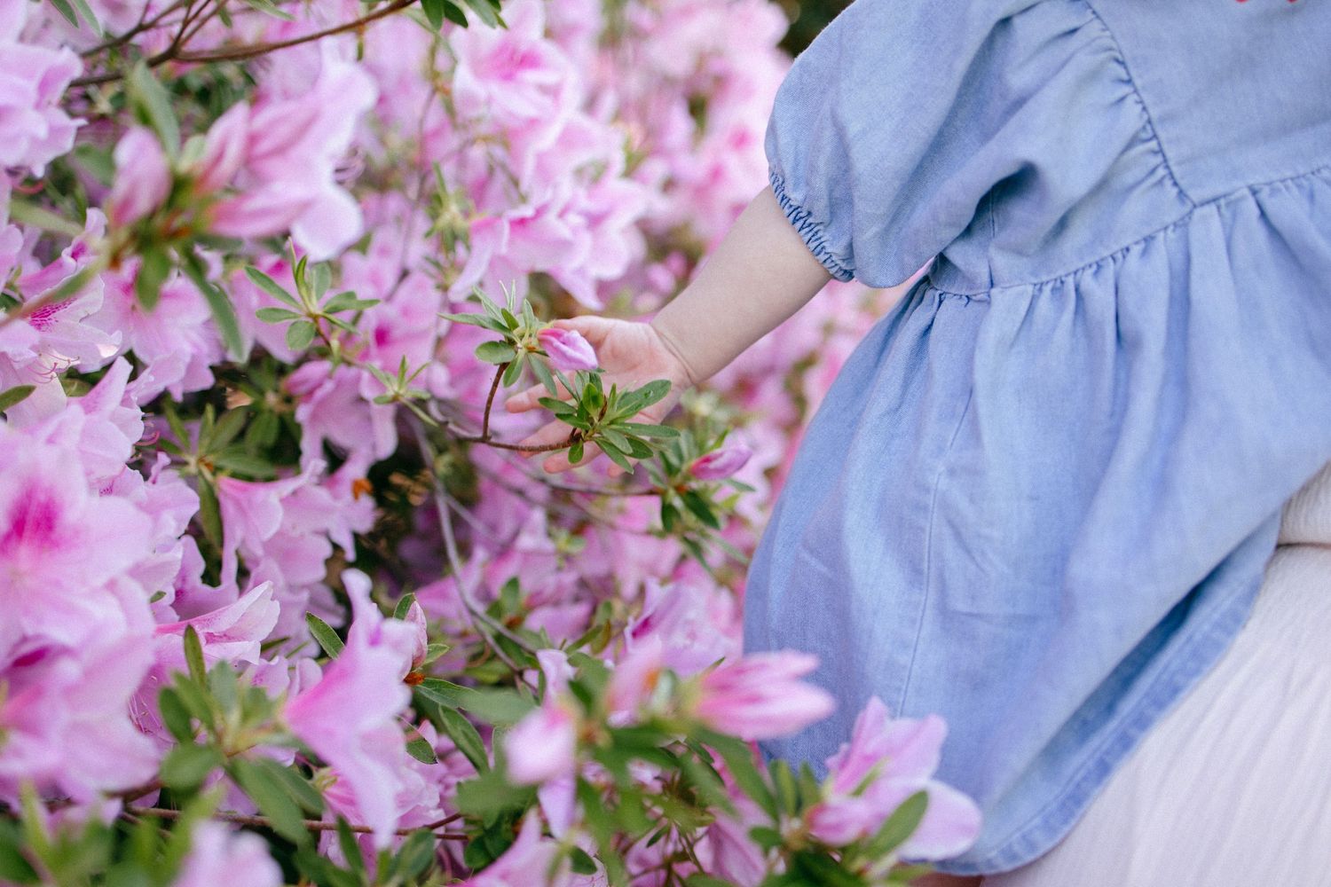 Gallery C - Cass Davis Photo