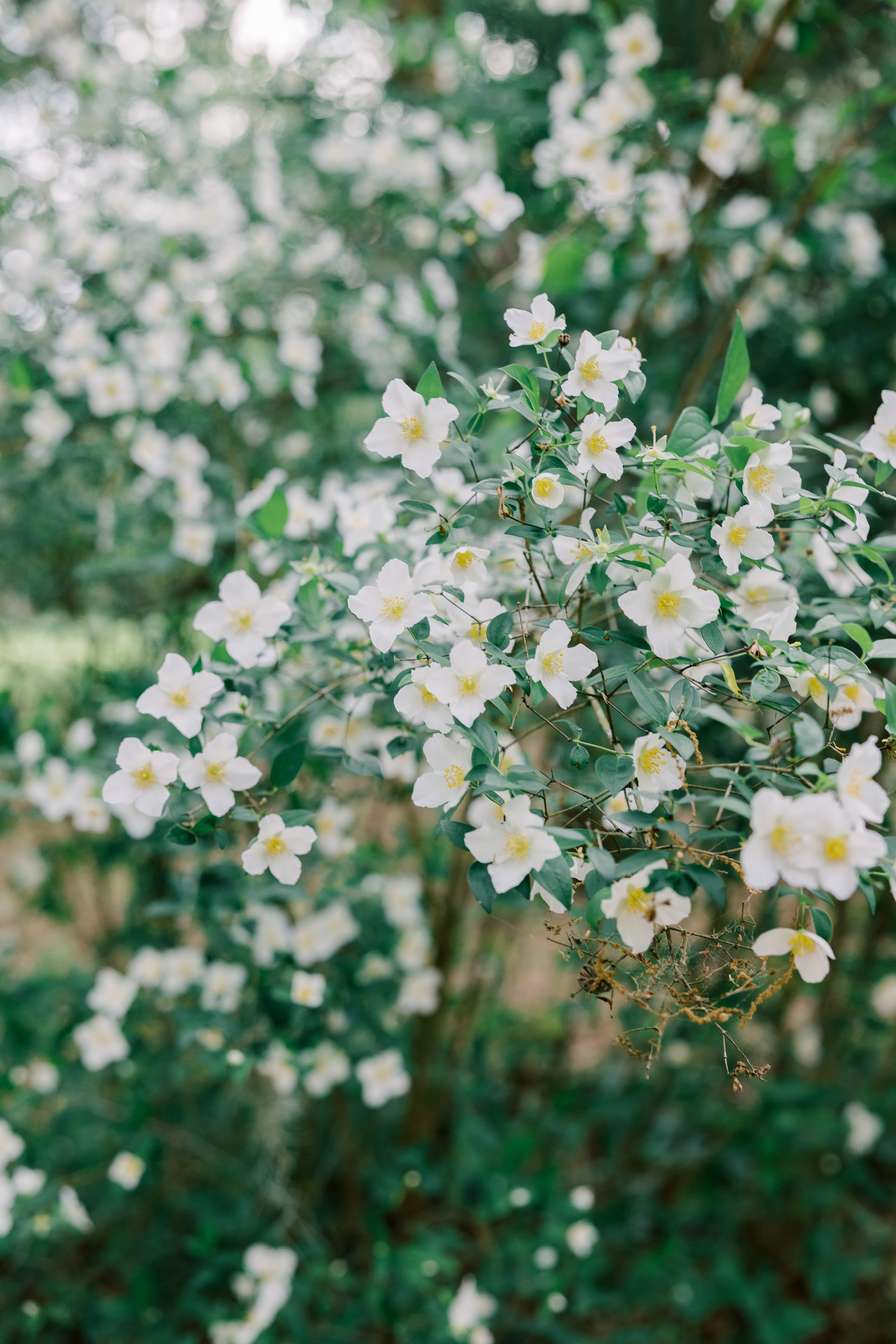 Classic Desert Planation Wedding - Baton Rouge Wedding Photographer ...