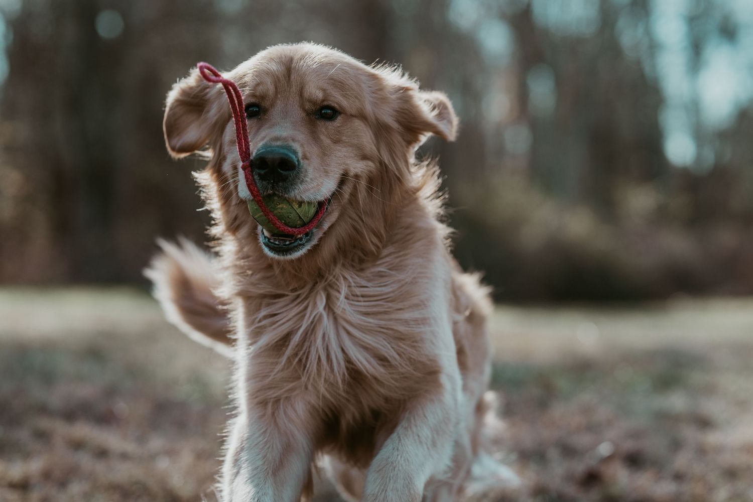 Badge and Bark Photography