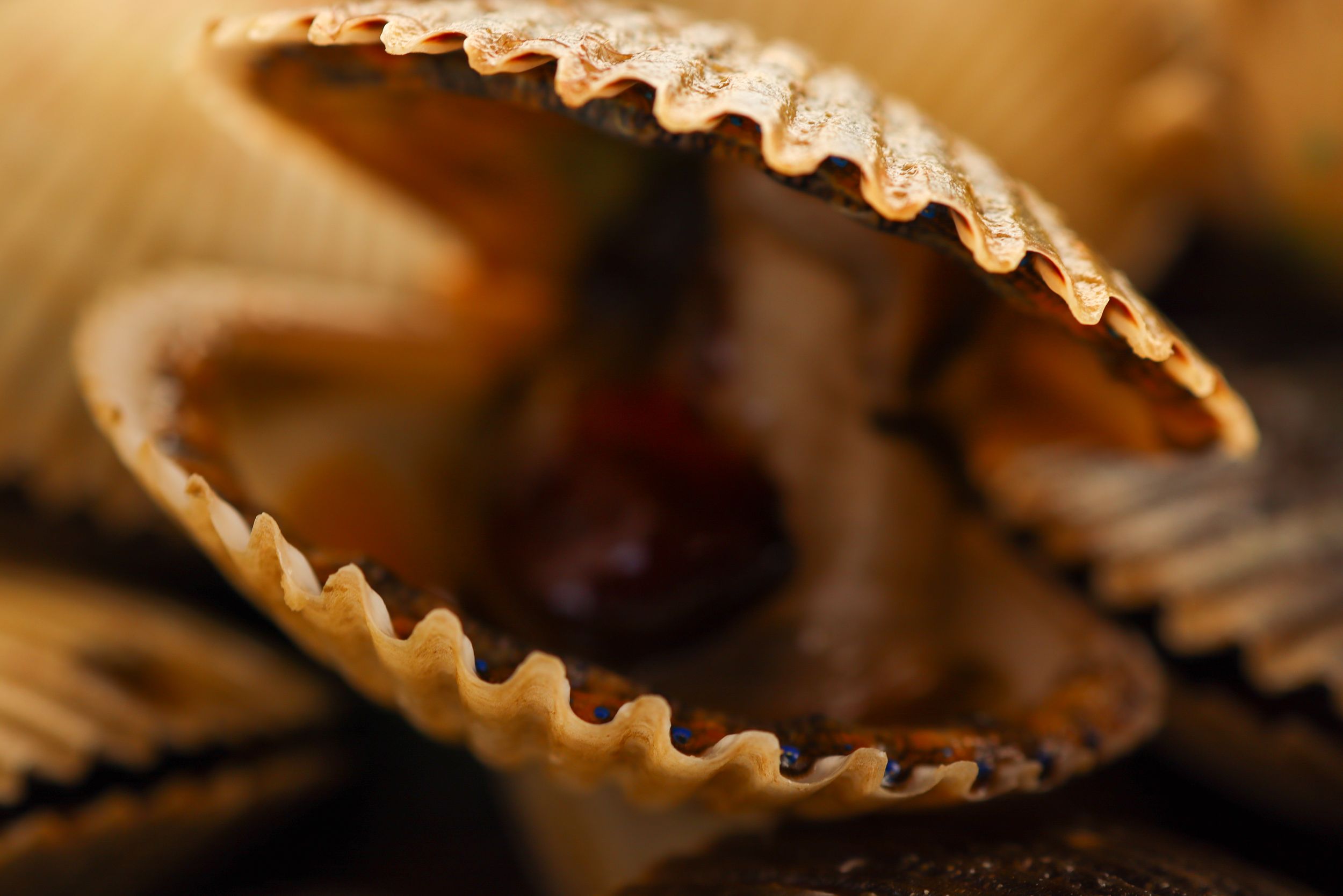 A Personal Connection to a Florida Past-time: Scallop Season - Heather ...