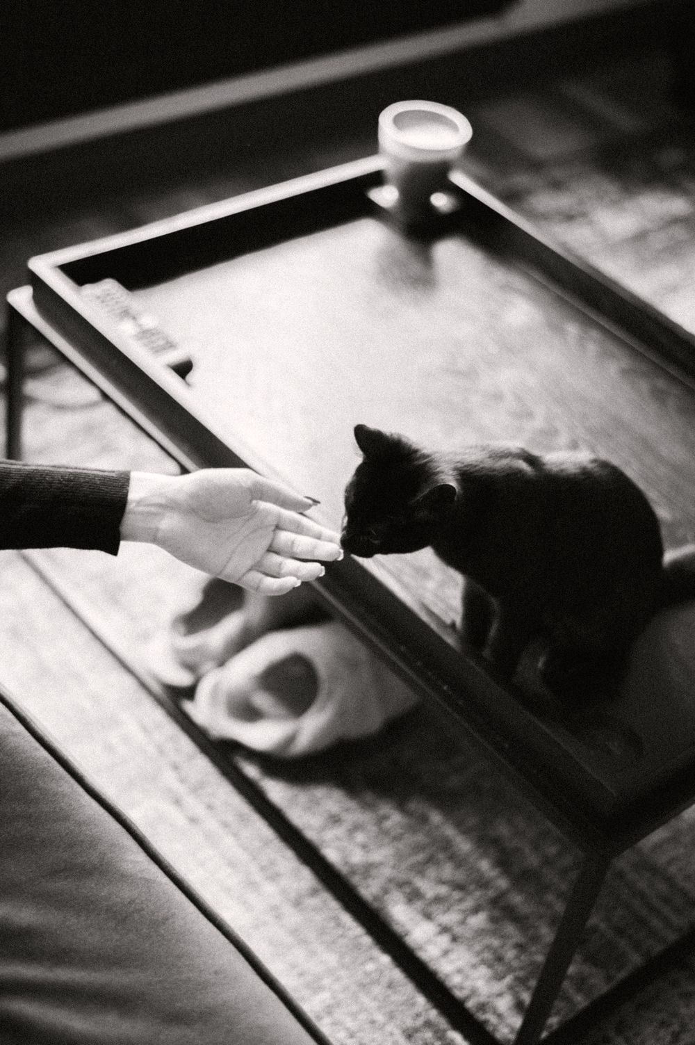 Femme Feline - Anete Lusina Photography