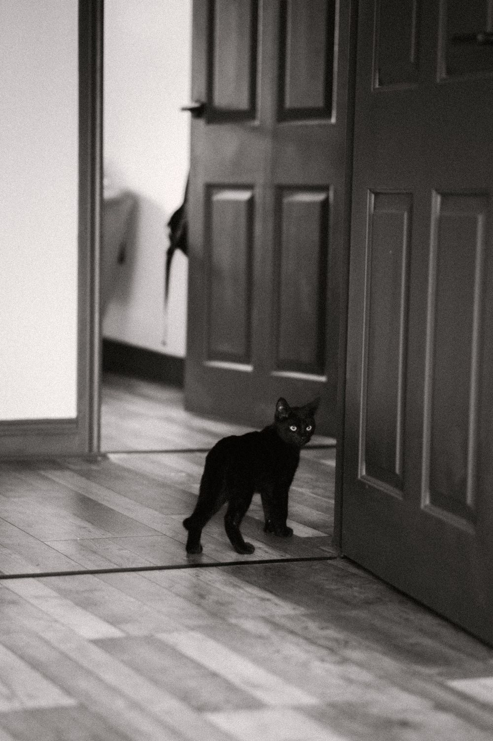 Femme Feline - Anete Lusina Photography