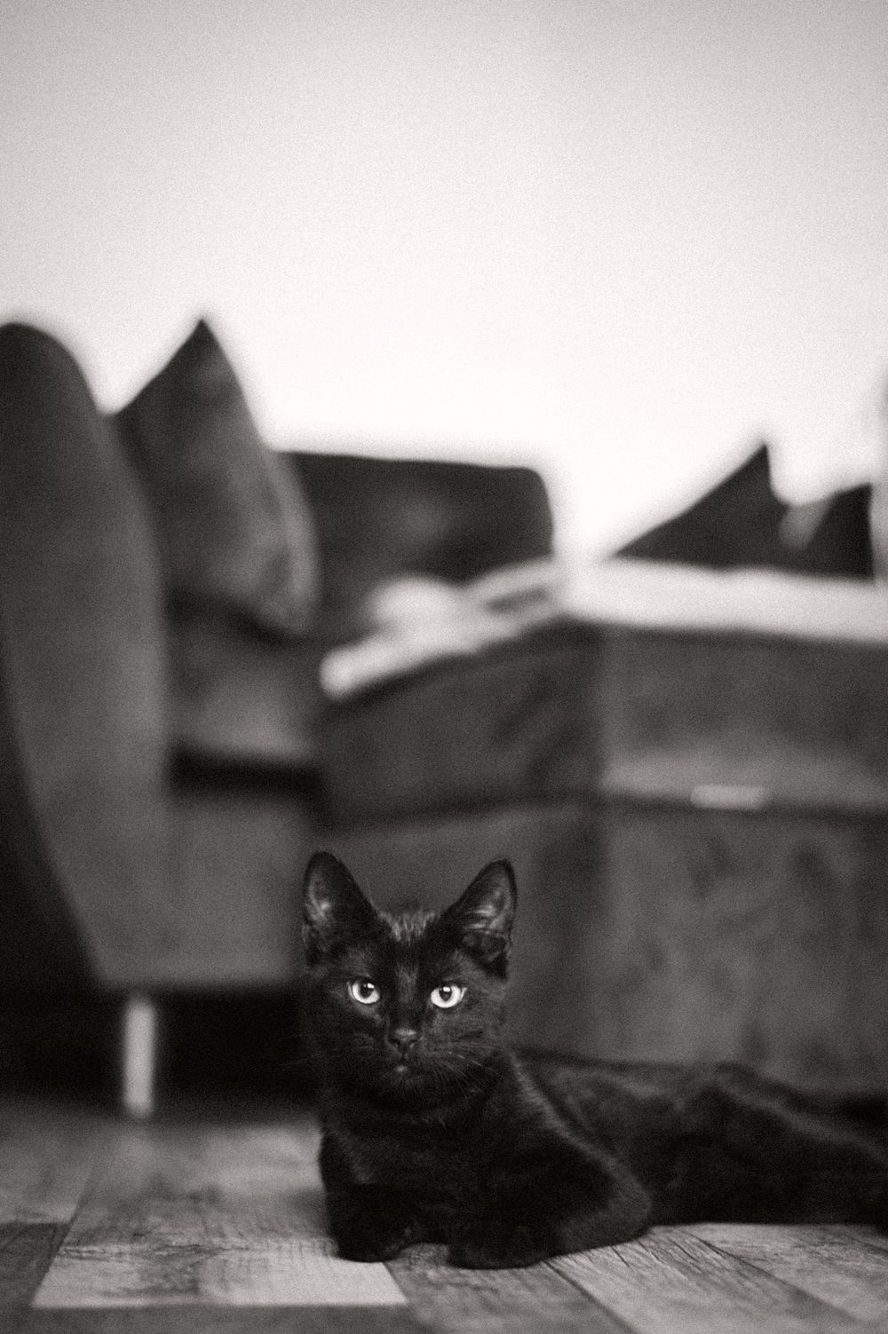 Femme Feline - Anete Lusina Photography