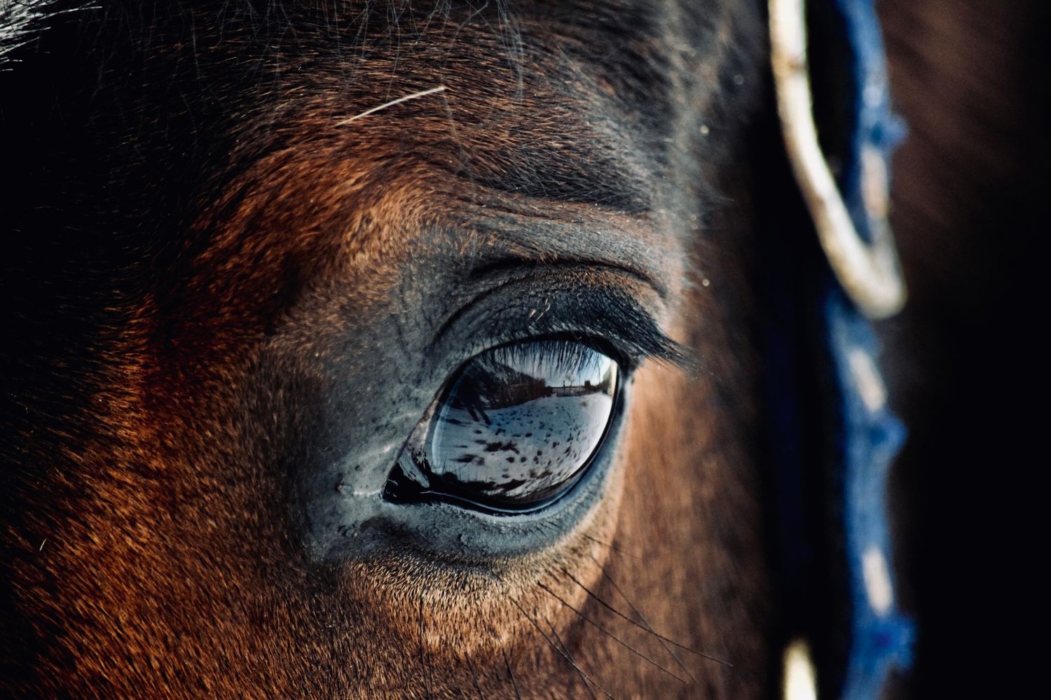 Equestrian Packages - C10 Photography