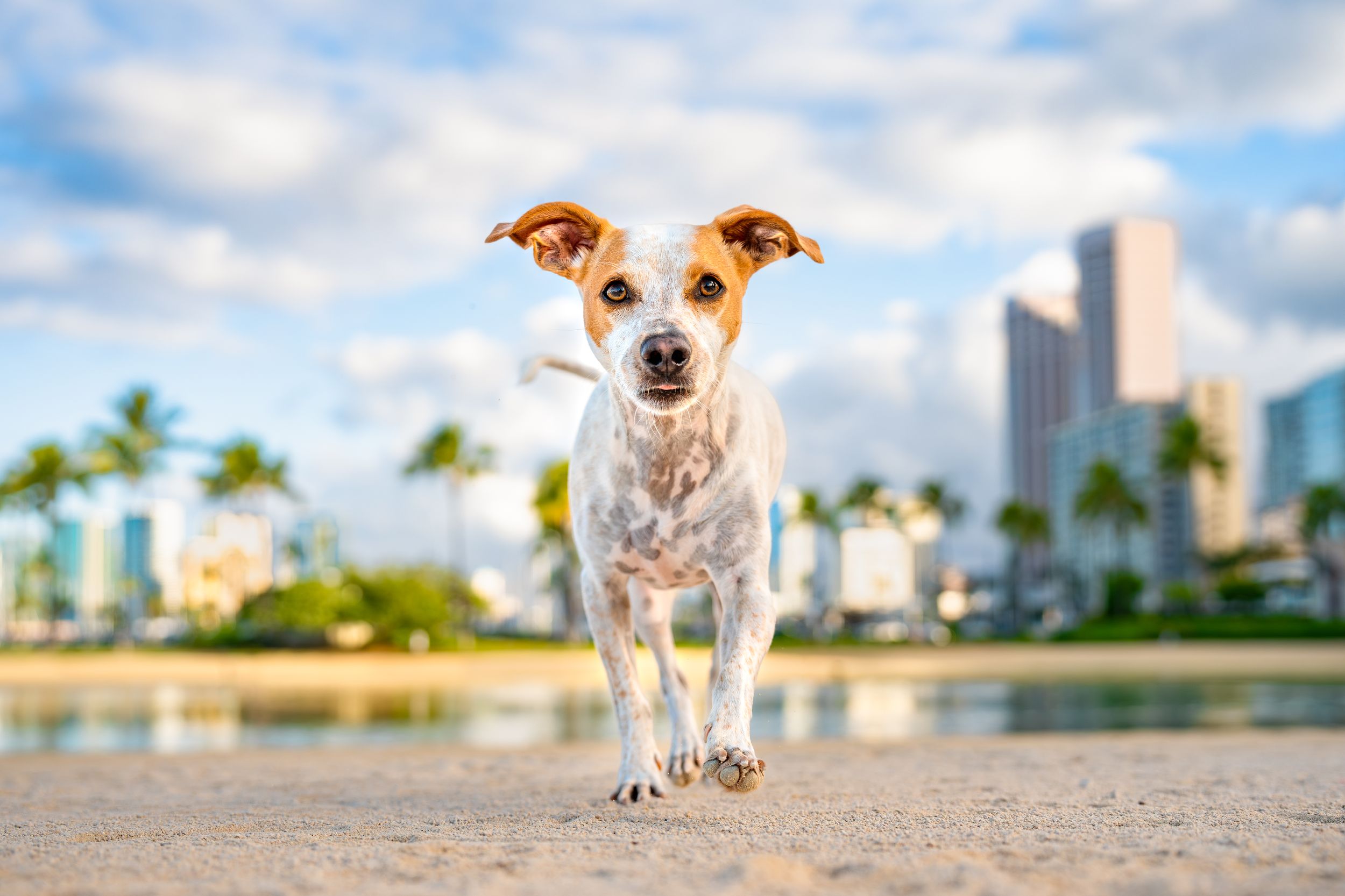 Paws for Portraits LLC