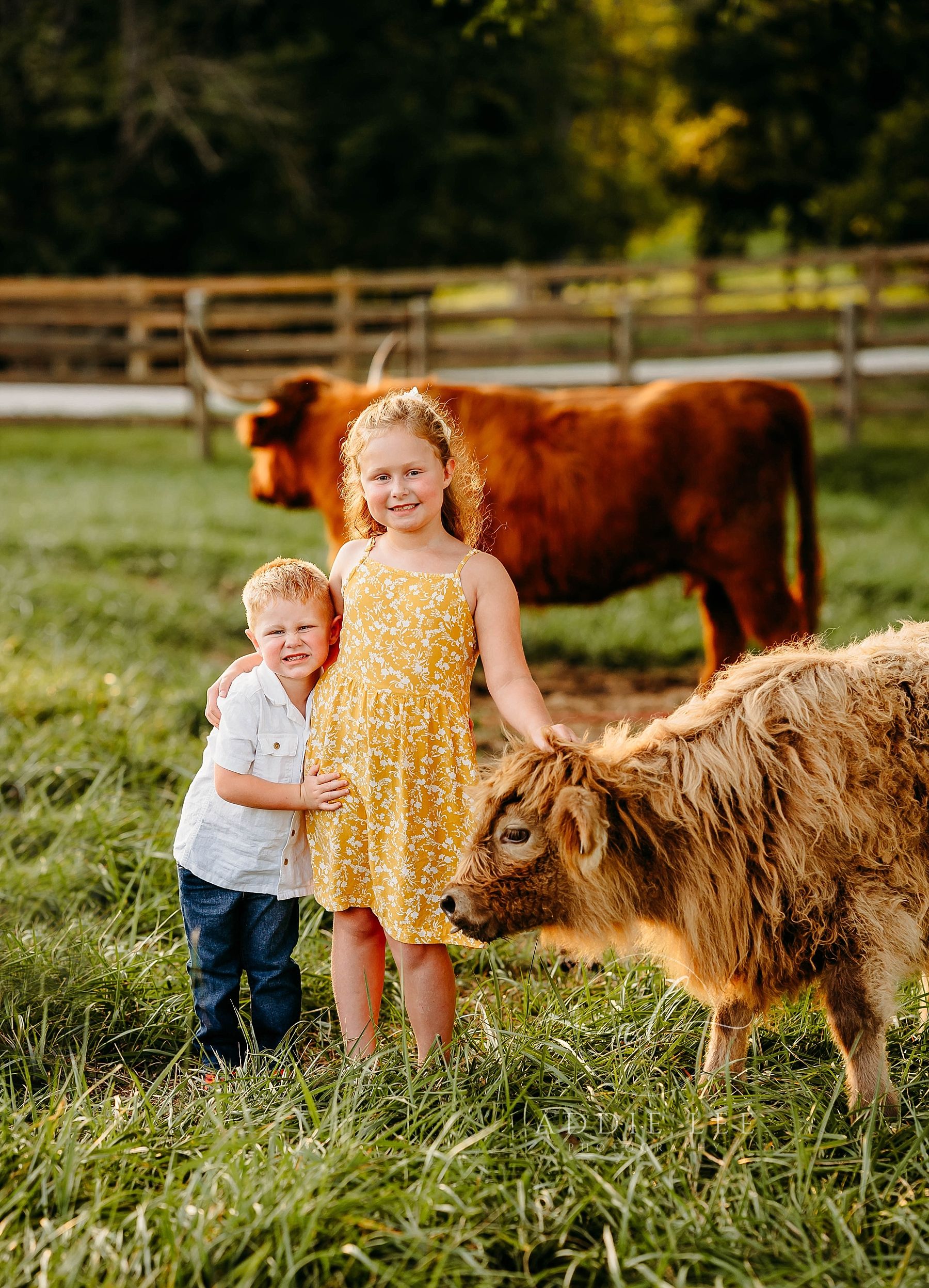 Highland Cows - Addie Lee Photography