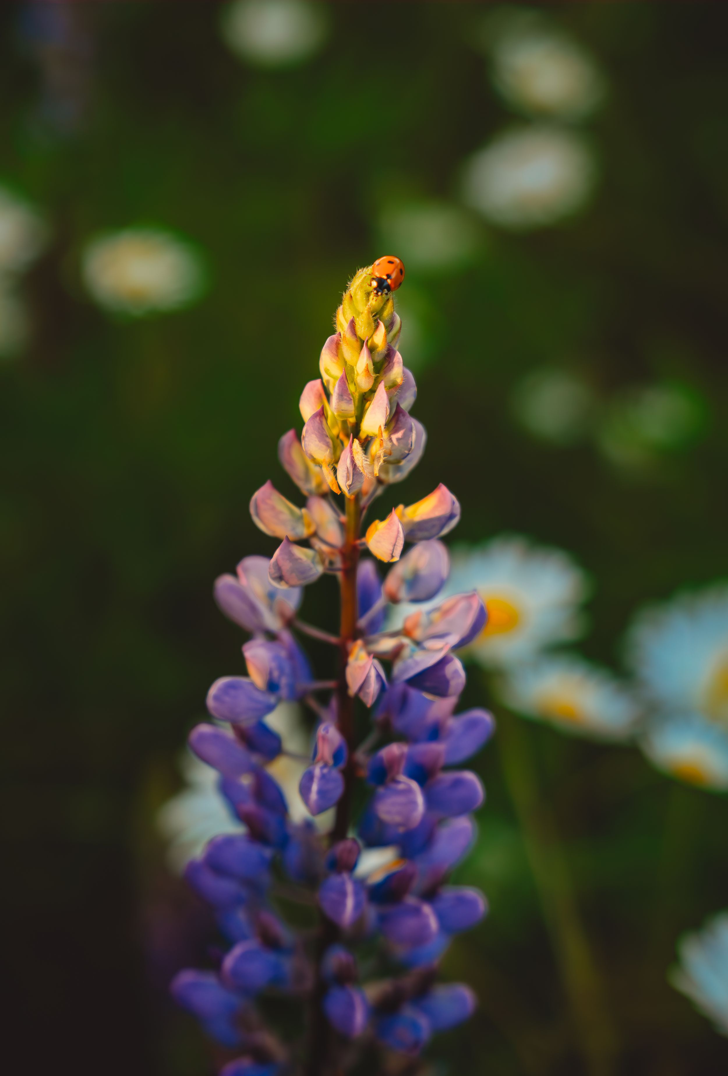 A Guide to Washington Flower Seasons - Moon and Palm Photography