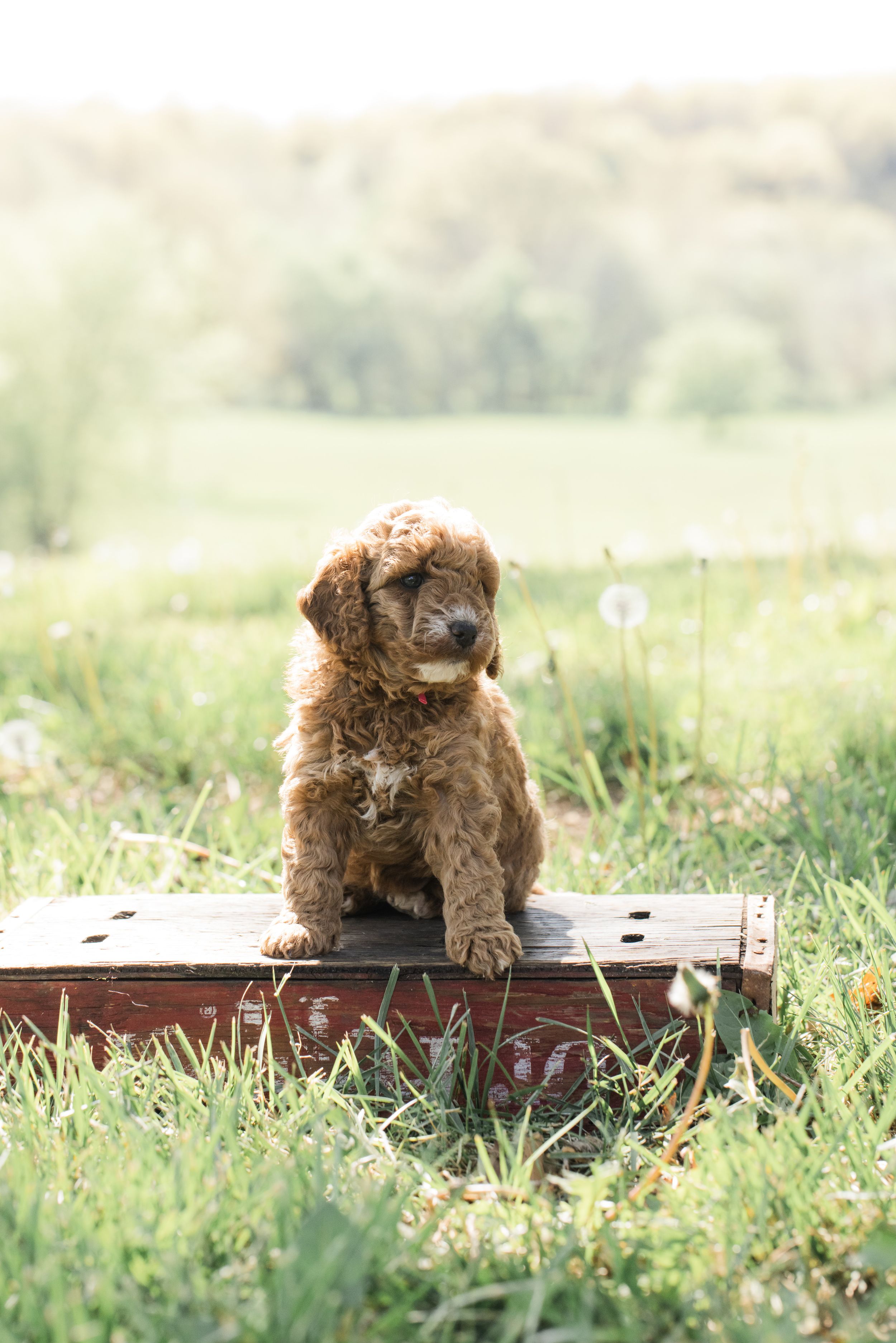 Portfolio - Dogwood Country Doodles