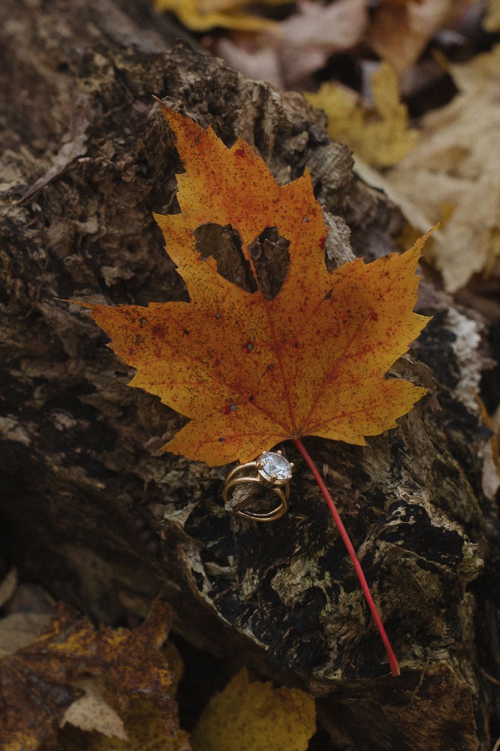 Backyard Autumn Engagement Photos - so.jean photography