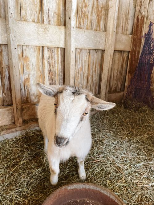 More About The Farm - Wild Willow Farm