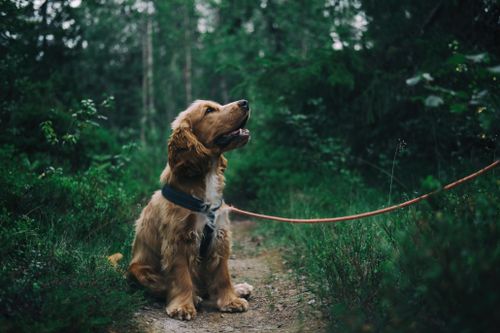 Walking the dog - Cherish Studios | Pets & Partners Photography
