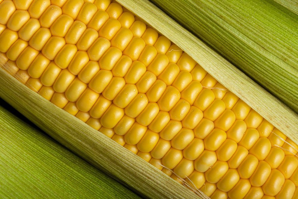 Sweetcorn On Cob - Three Pod Studio