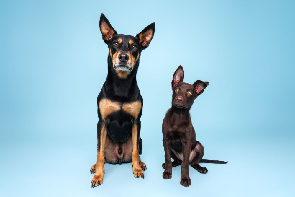 How to Choose the Perfect Dog Photographer: Tips for Perth Dog Parents ...