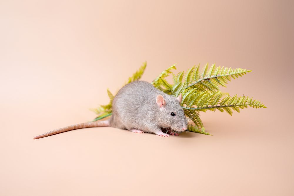 Pet photography - Rat photography! - Tanya Consaul Photography ...