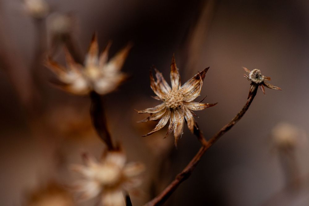 Hidden Treasures in Nature - Jacqueline Rodriguez Photography