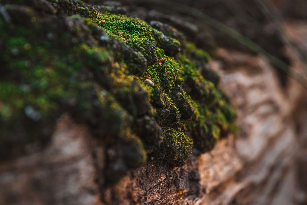 Chill Golden Hour Nature Photography - Really Good Photo Video