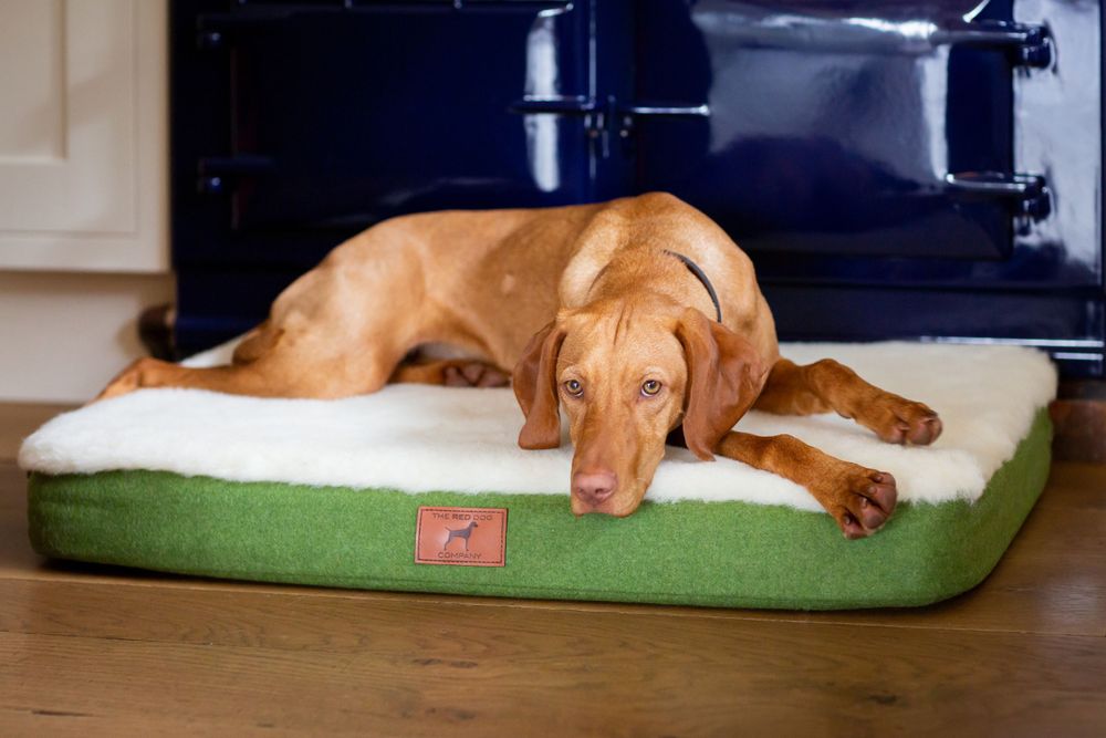 Boxgrove Companion Dog Show - Julia Toms Photography