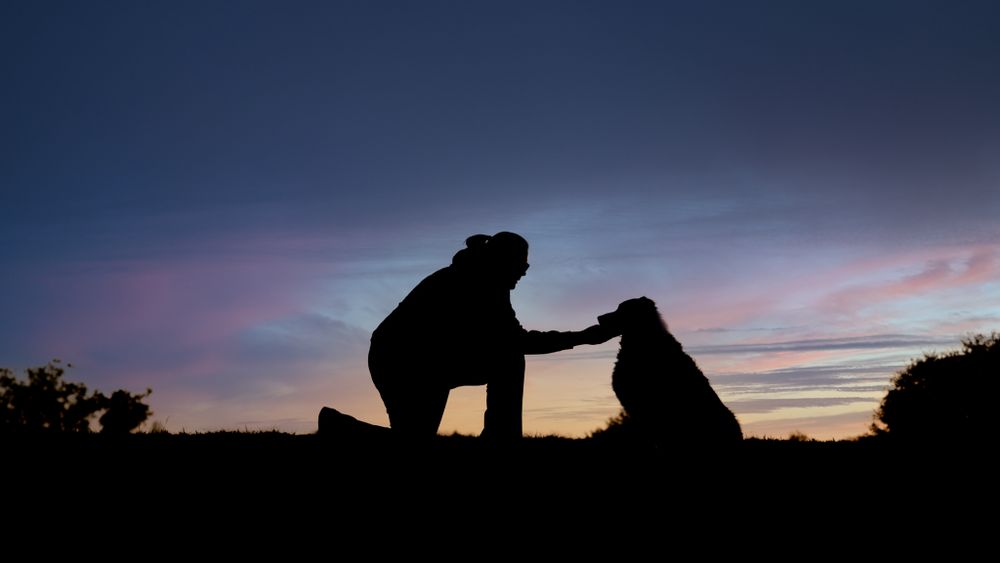 Houston's Love Tails: Capturing the Heartwarming Stories of Best ...