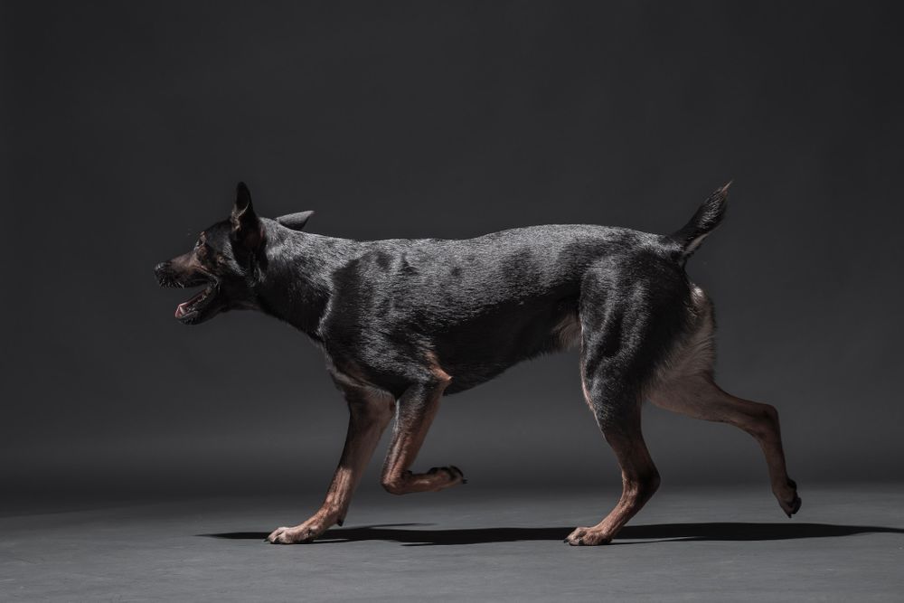 Chevy - The House of Dogs, Pet Photography not just for dogs.