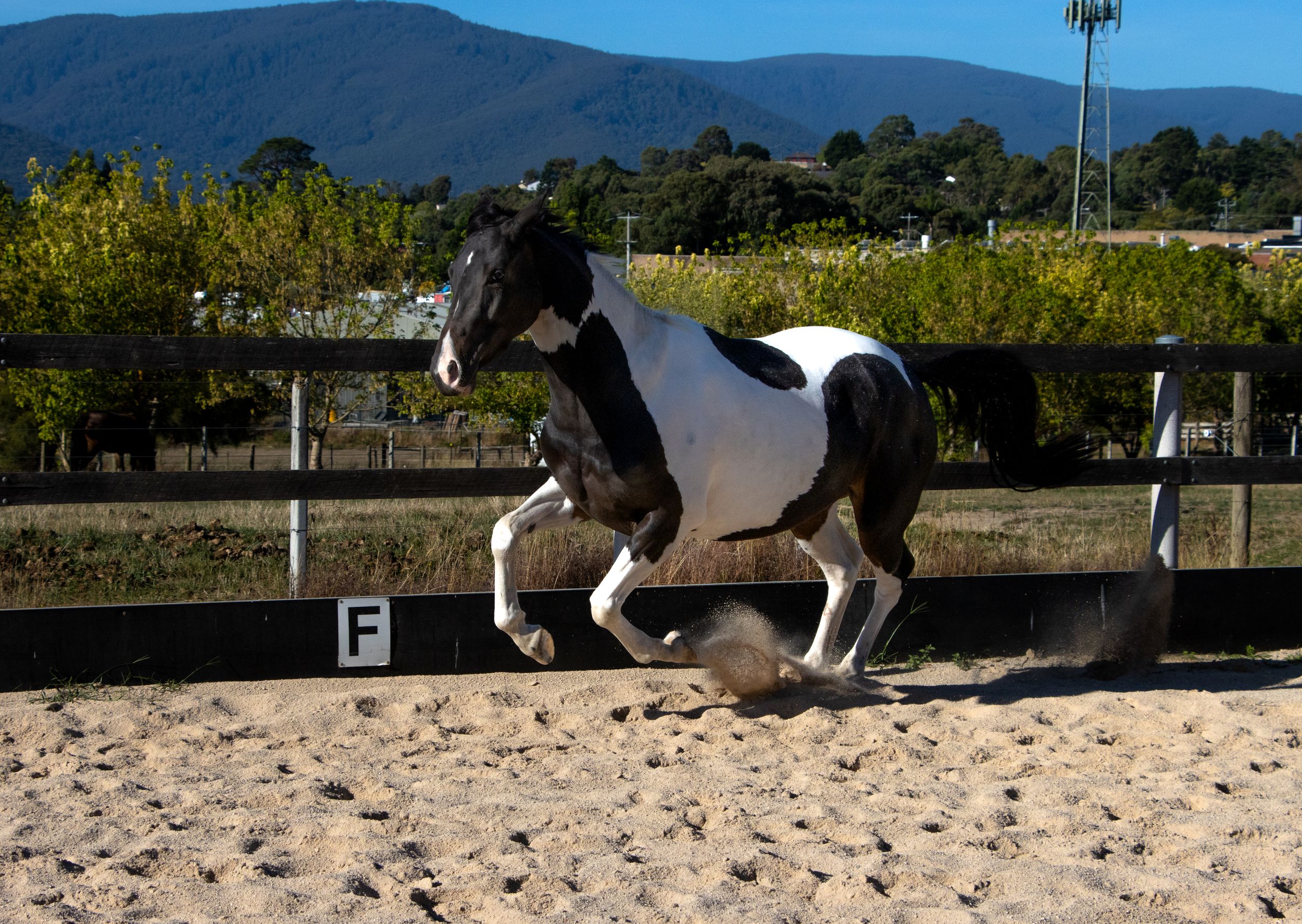 Melbourne Equine Photographer - Bree Ruby Photography