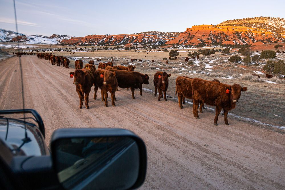 What's Good For The Herd - The Grit Magazine