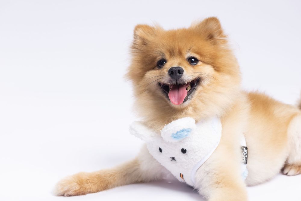 How to Choose the Best Pet Photographer - Studio Arcus Iris