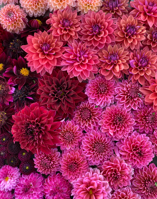Dahlias - Ruby Moon