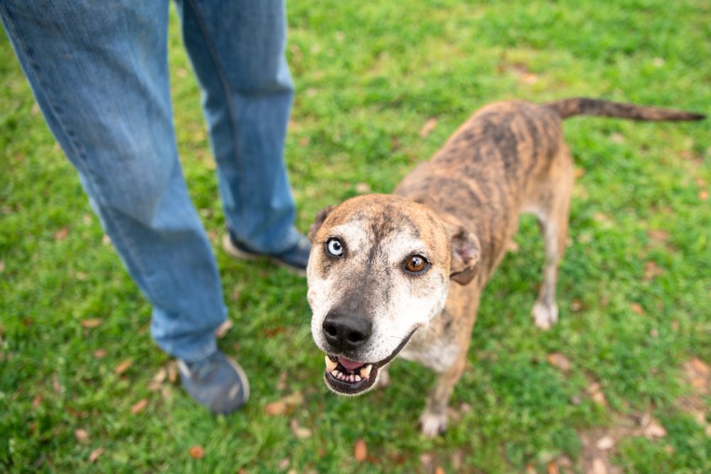 How Pets Make Us Happier - Kelly J. Russo Photography | Houston Pet ...