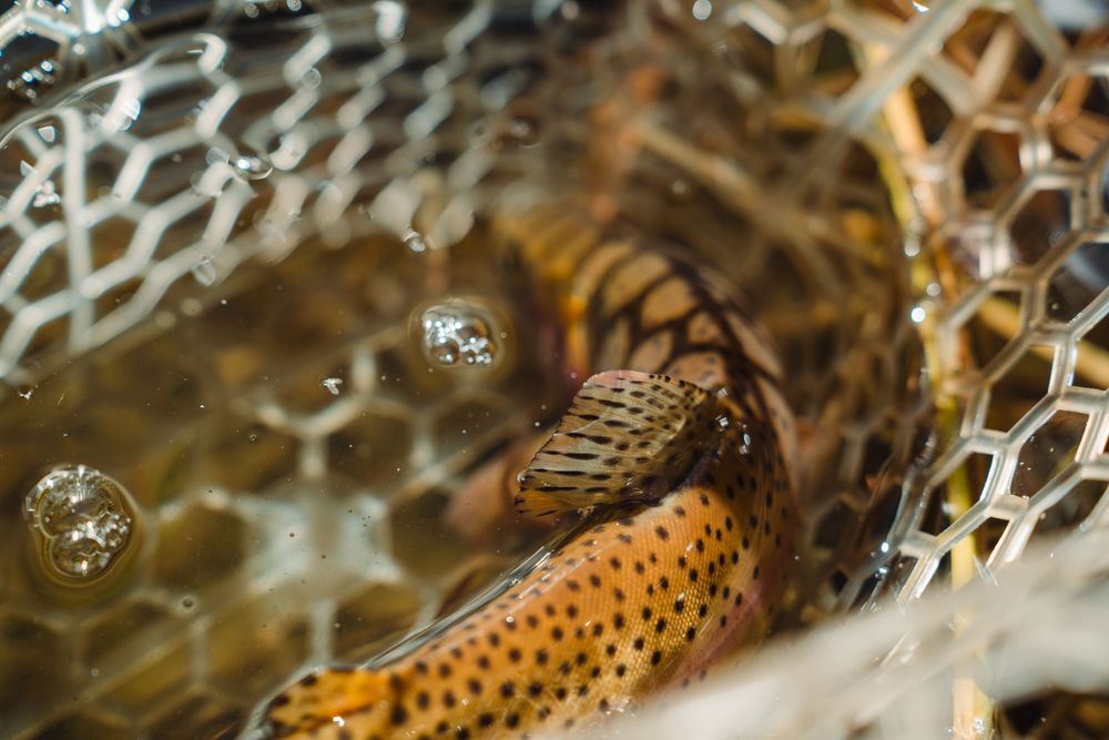 An Alpine Summer - Stephen Catalano
