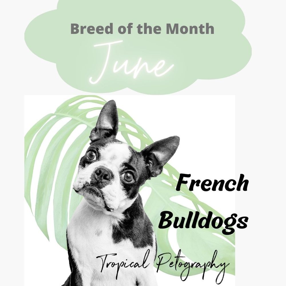 June - Breed of the month - French Bulldogs - Tropical Petography