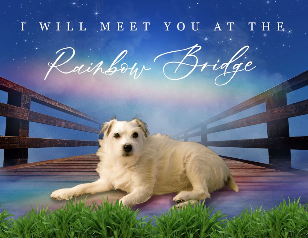 Pets crossing the rainbow bridge - Funeral Photography by Nikki Kellogg