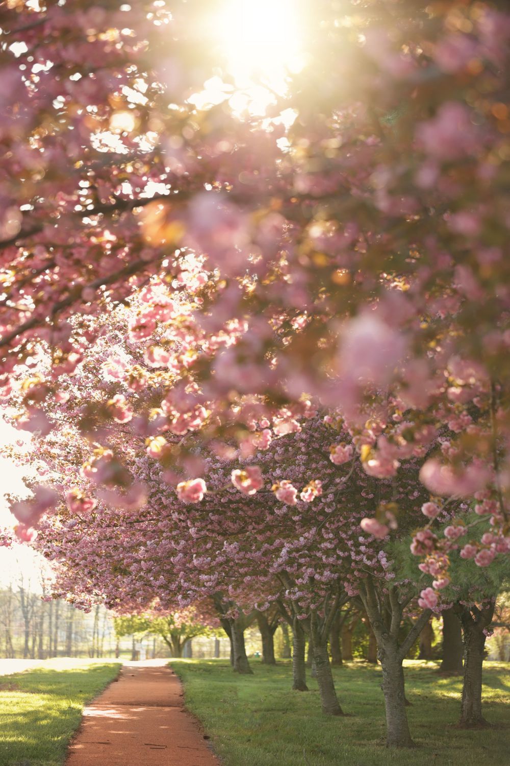 Petite Spring Sessions for 2021 - JLSmith Photography | Maryland ...